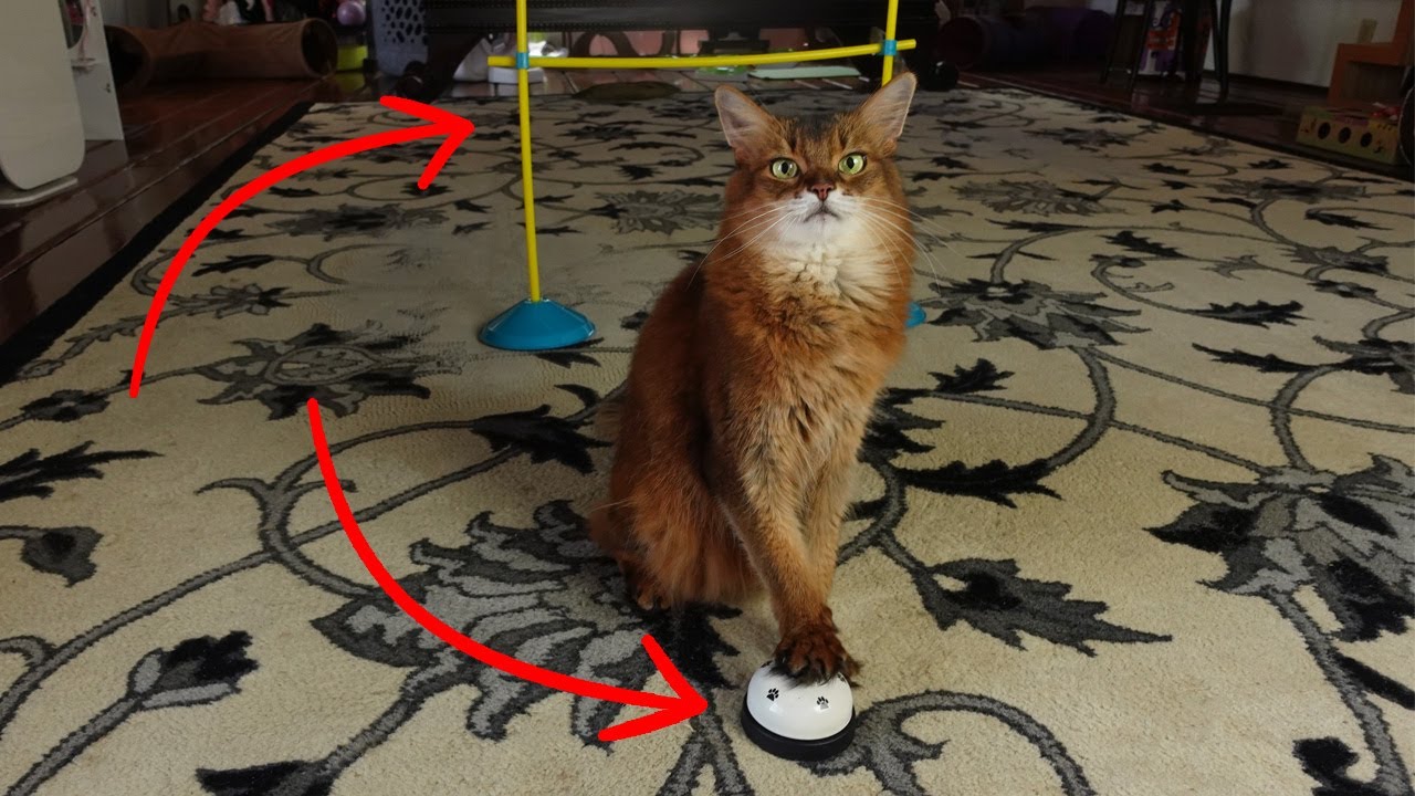 Amazing Little Cat Learns Two Tricks in One! #catvideo #cats - YouTube