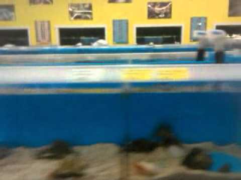 That fish place: fish room - YouTube
