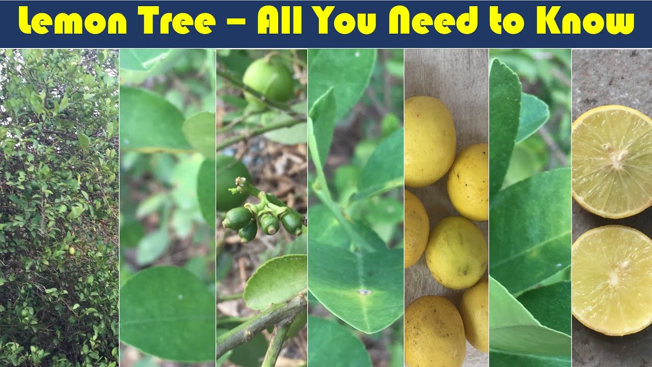 Lemon tree (Citrus limon)full Info/ nutrition facts/ Lemon water ...