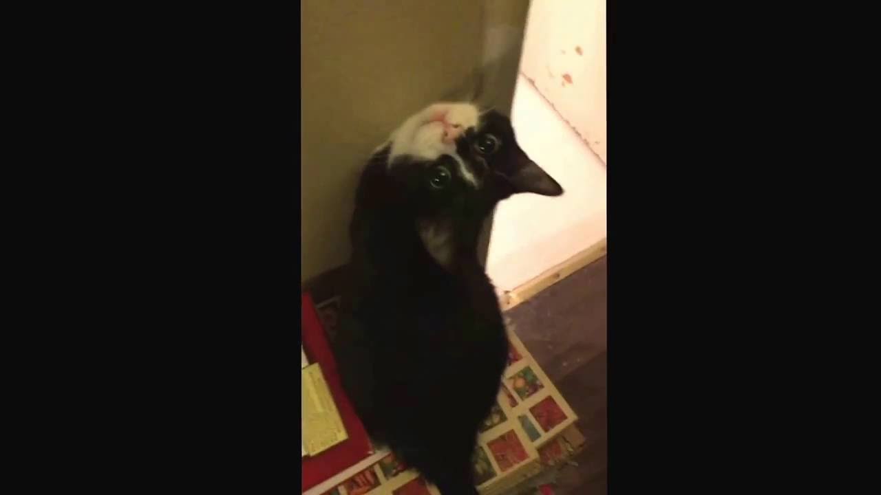 Cat Vs. Bat - YouTube