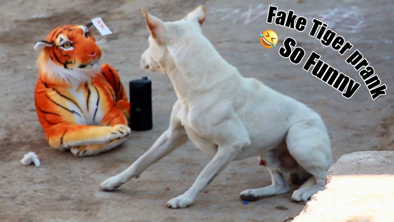 Wow Must Watch Funny Video😁!!! Fake Tiger Prank Dog Fly Try To Stop ...