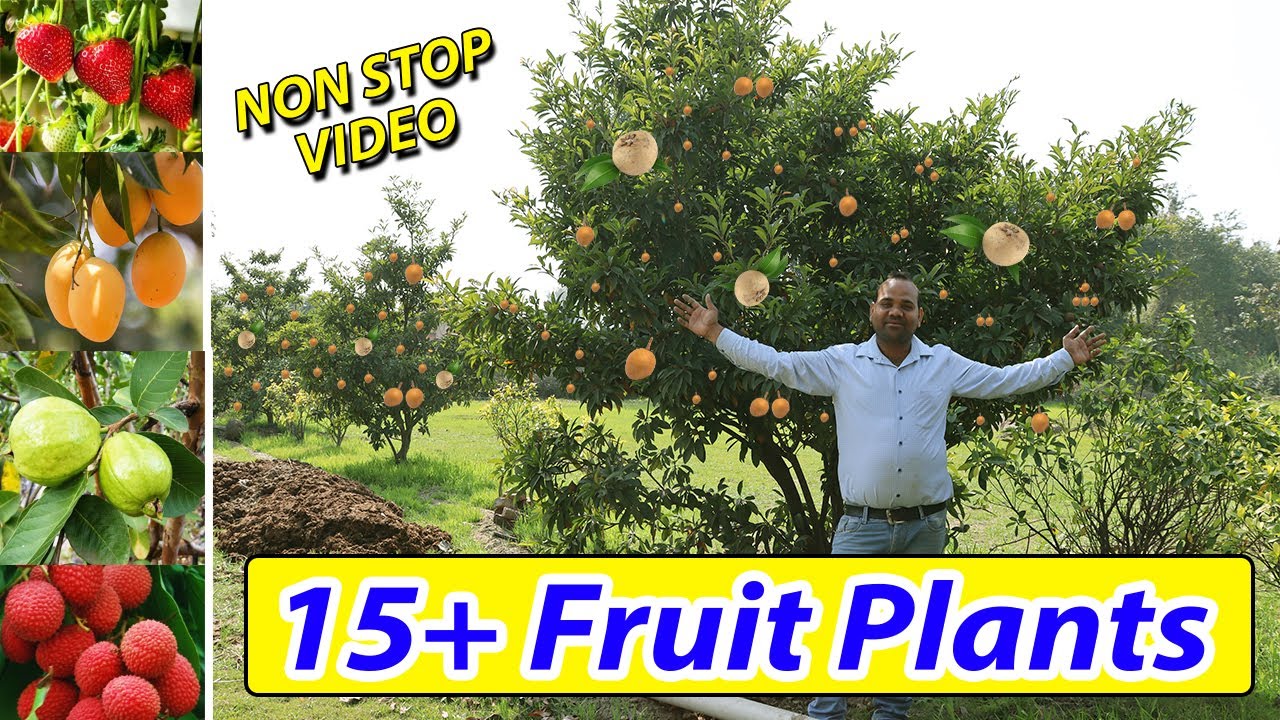 देख के दंग रह जाओगे | 2022 Cheapest Fruit Plants at Wholesale Rates ...