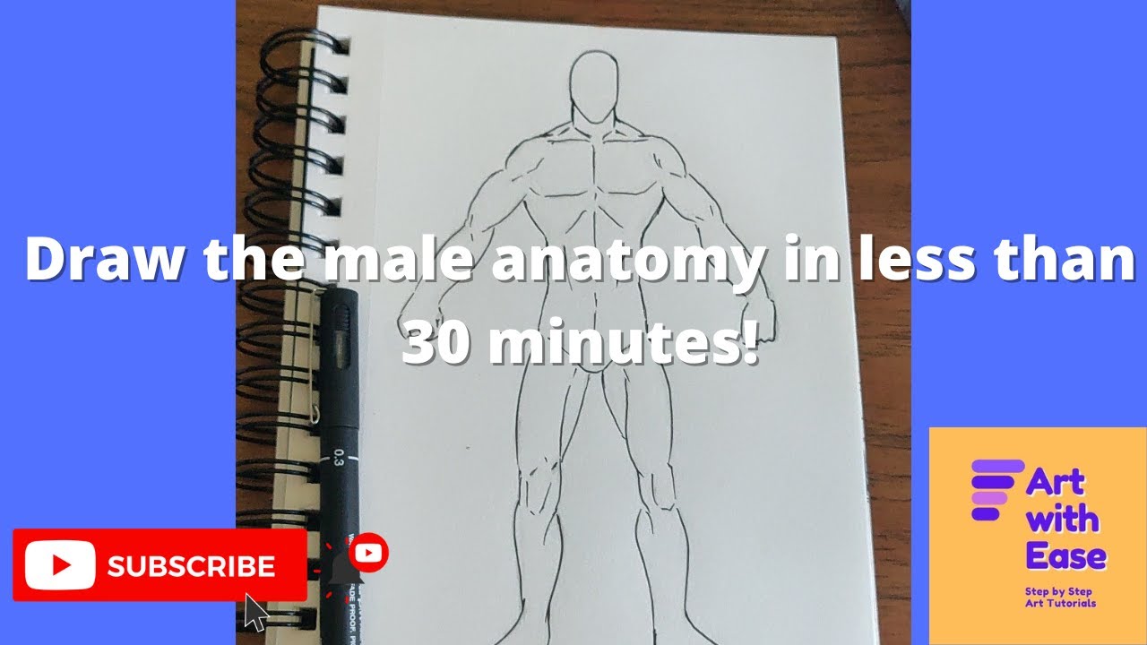 How to draw the Male Anatomy | Easy | Step by Step! - YouTube
