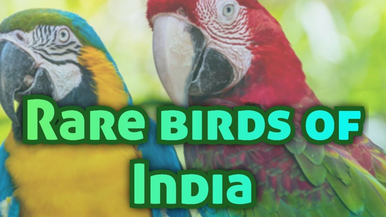 Rare birds of India - YouTube