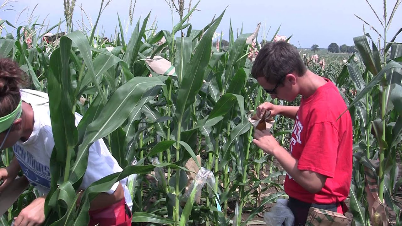 Renk Seed: Hybridization Explained - YouTube