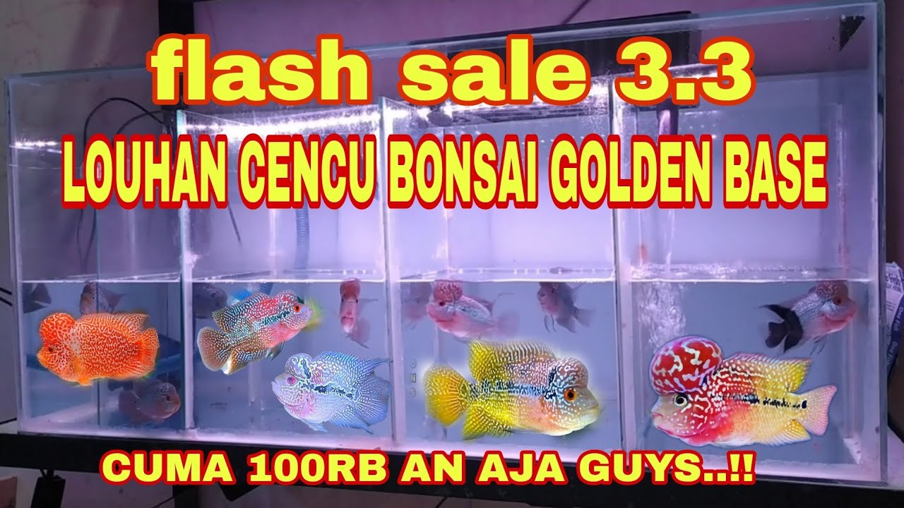 PROMO FLAS SALE LOUHAN CENCU BONSAI GOLDEN BASE - YouTube