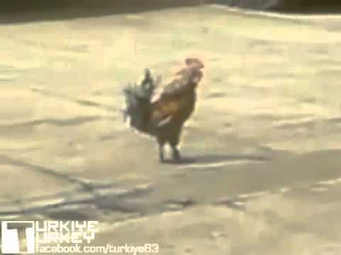 Türkiye   Turkey in Videoları  Askeriye de Yetişen Horozun Kimyası Bozulmuş  D HQ