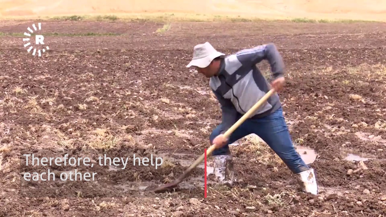 More land turned into rice paddies in Akre region - YouTube