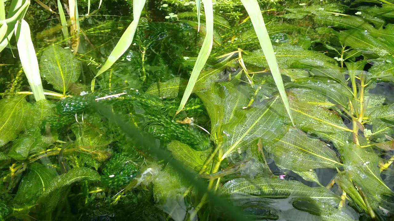 Fundulus julisia in container pond - YouTube