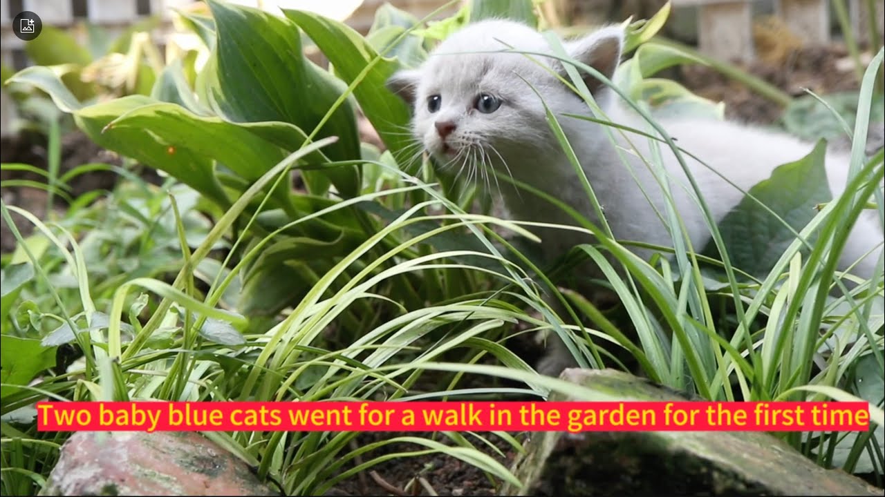 Two baby blue cats went for a walk in the garden for the first time ...
