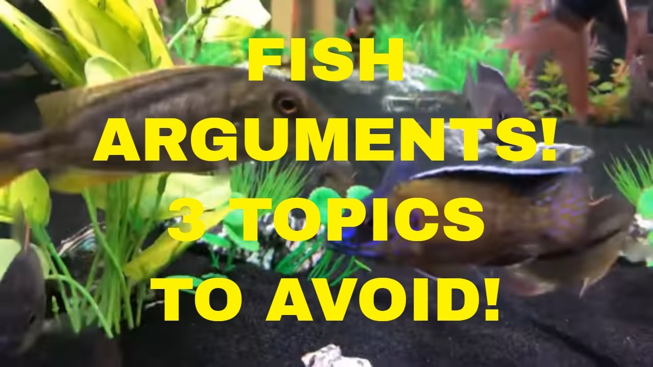 Three Fish Topics to Avoid at All Costs (Unless You Want to Argue ...