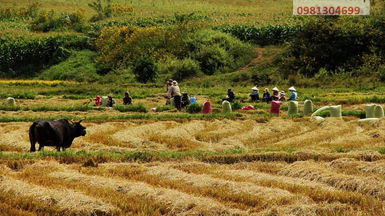 Nhạc đồng quê và dân gian êm đềm hay nhất - Folk and country music ...