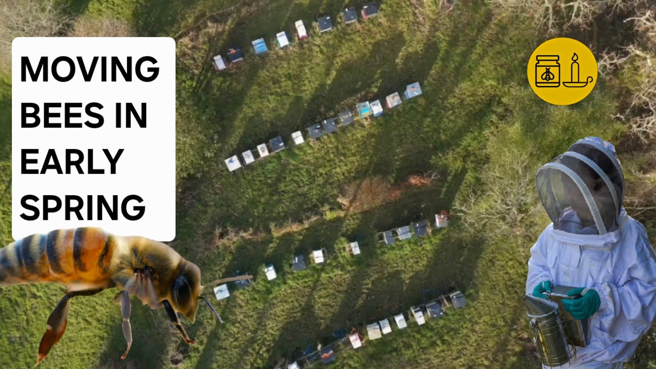 MOVING BEES IN EARLY SPRING - YouTube