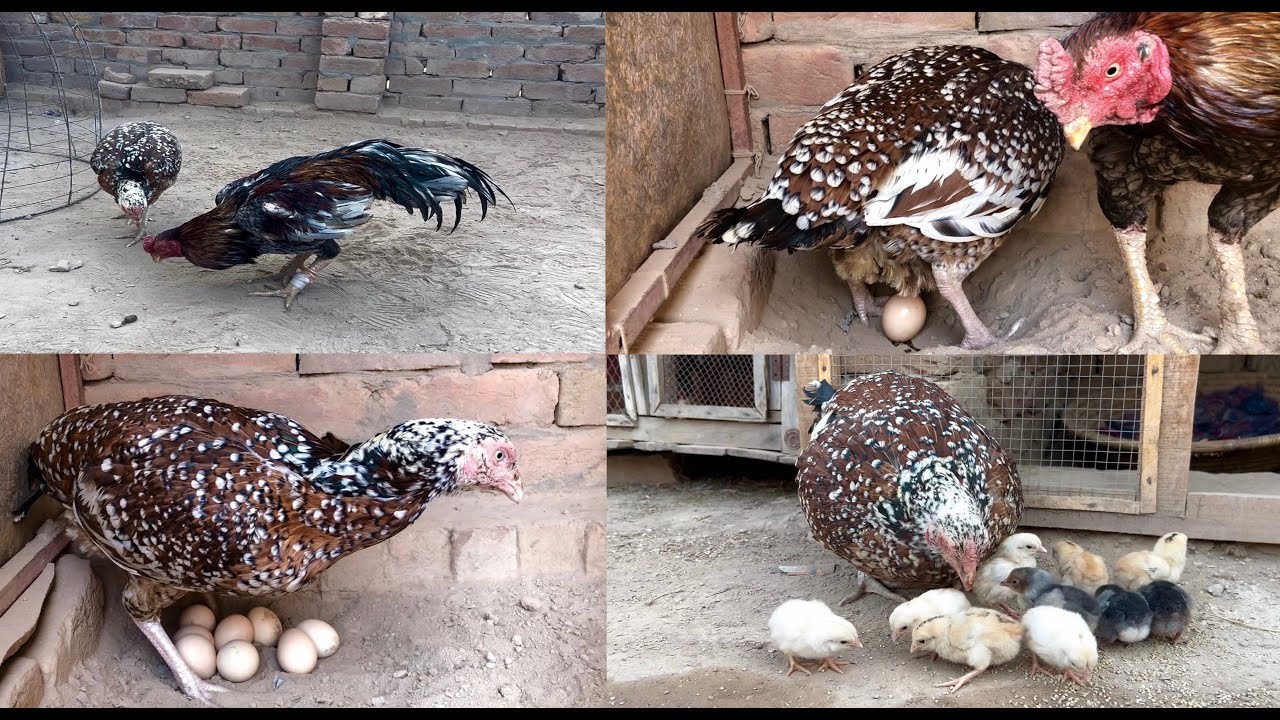 Colour full hen 8 laying eggs || Hen 8 chicks hatched || beautiful and ...