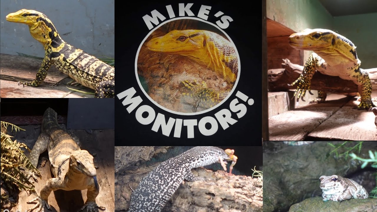 Amazing Monitor Lizard Facility. Reptile Room Tour of Mike's Monitors ...