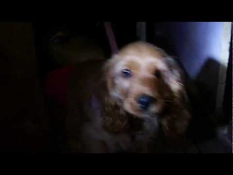 Yaprak Hanım Namı Diğer Küçük Asyalı Kız