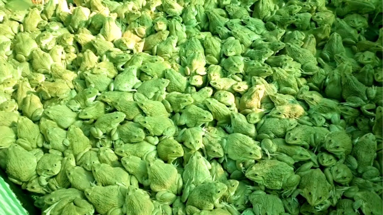 World Biggest Frog Farming - Millions of Frogs and Harvest - Frog Meat Processing in Factory ...