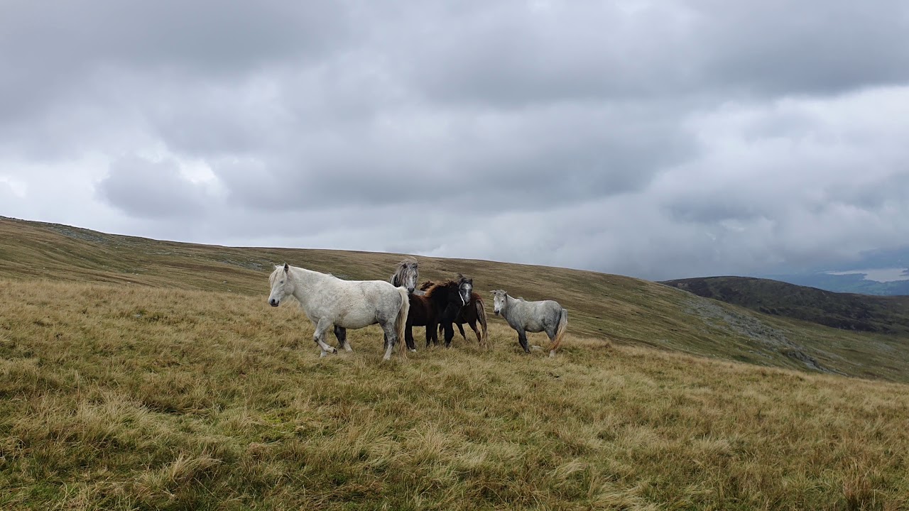Carneddau Ponies on Foel Fras - YouTube