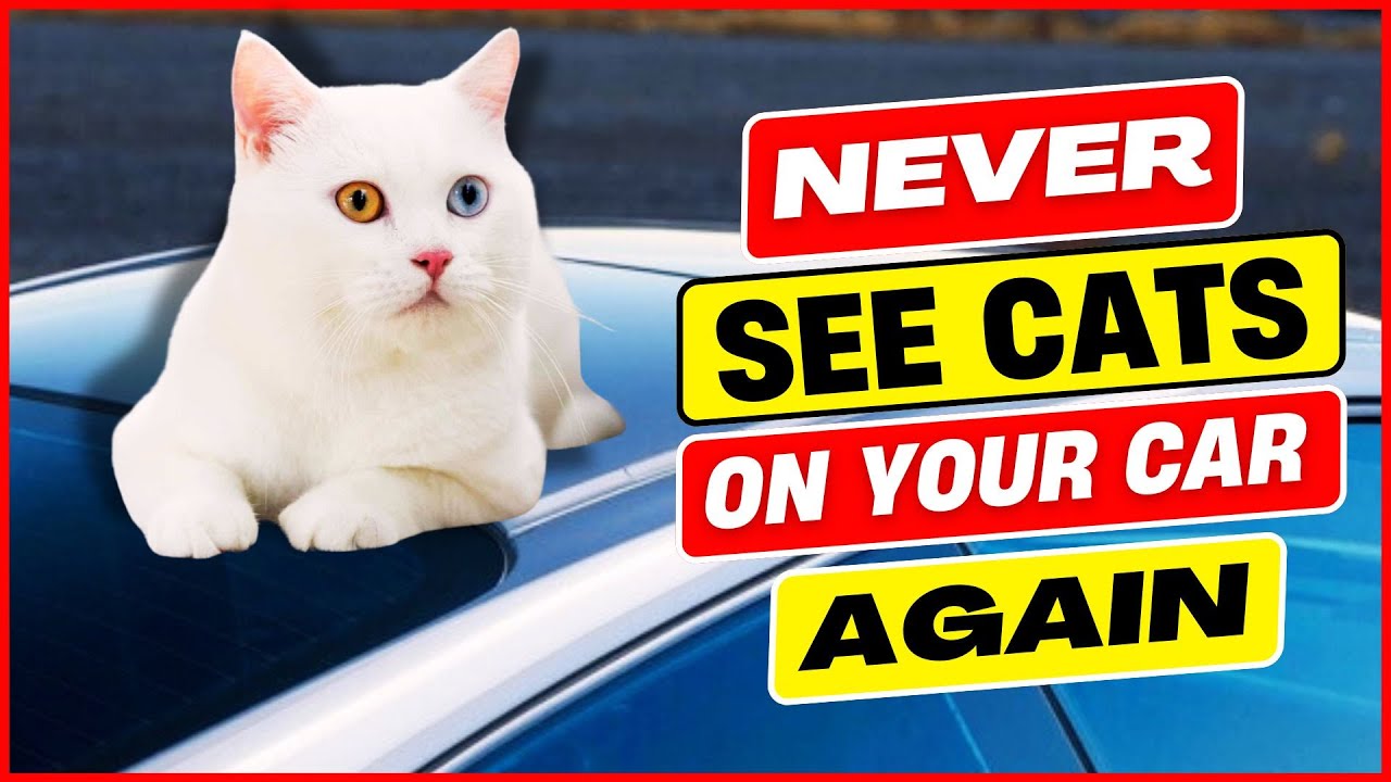 Keep Cats OFF Your Car FOREVER 😱 Easy Tricks That Work Fast - YouTube