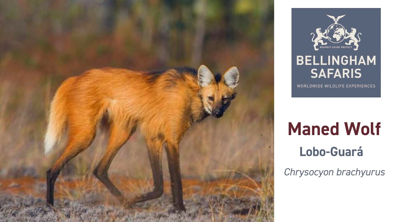 The Brazilian Maned Wolf (Lobo-Guará) - YouTube