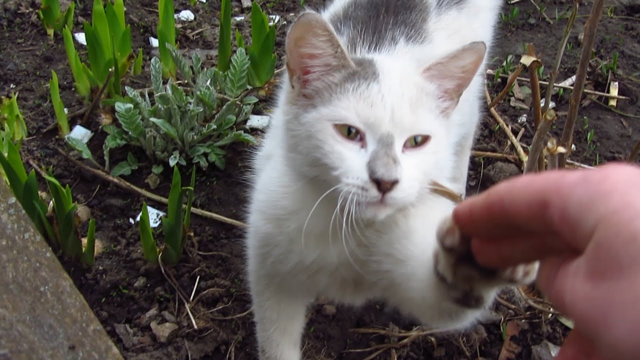 Cute cat flirting with me (3) - YouTube