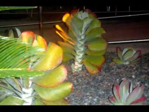 Crassula plants - Krasula - Succulent plants - Денежное дерево - YouTube