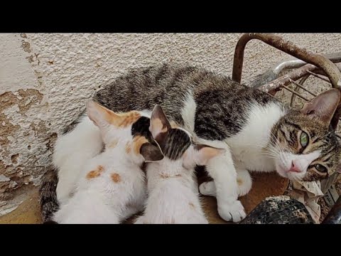 Stray mother cat nursing her kitten with love on the road - YouTube