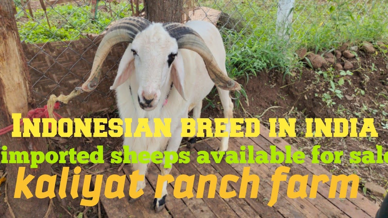 imported sheeps kaliyat ranch farm champion sheeps winner sheeps - YouTube