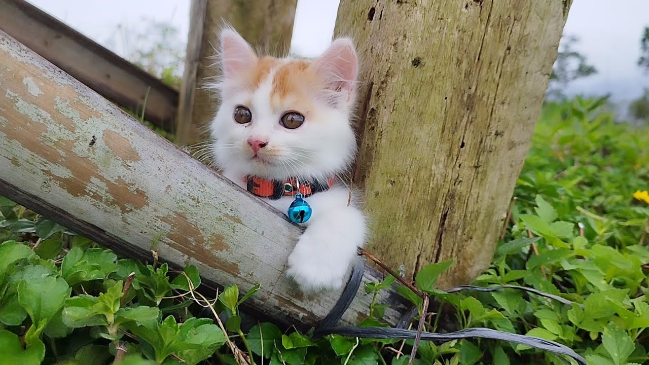kitten cats funny moments cats - Suara Binatang 212 - YouTube
