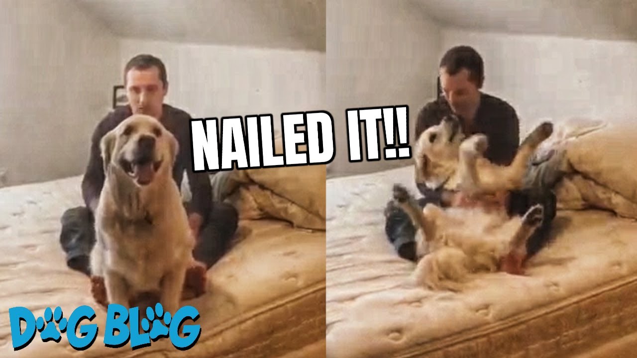 Dog Does Trust Falls with His Human Dad to Show Their Unbreakable Bond ...