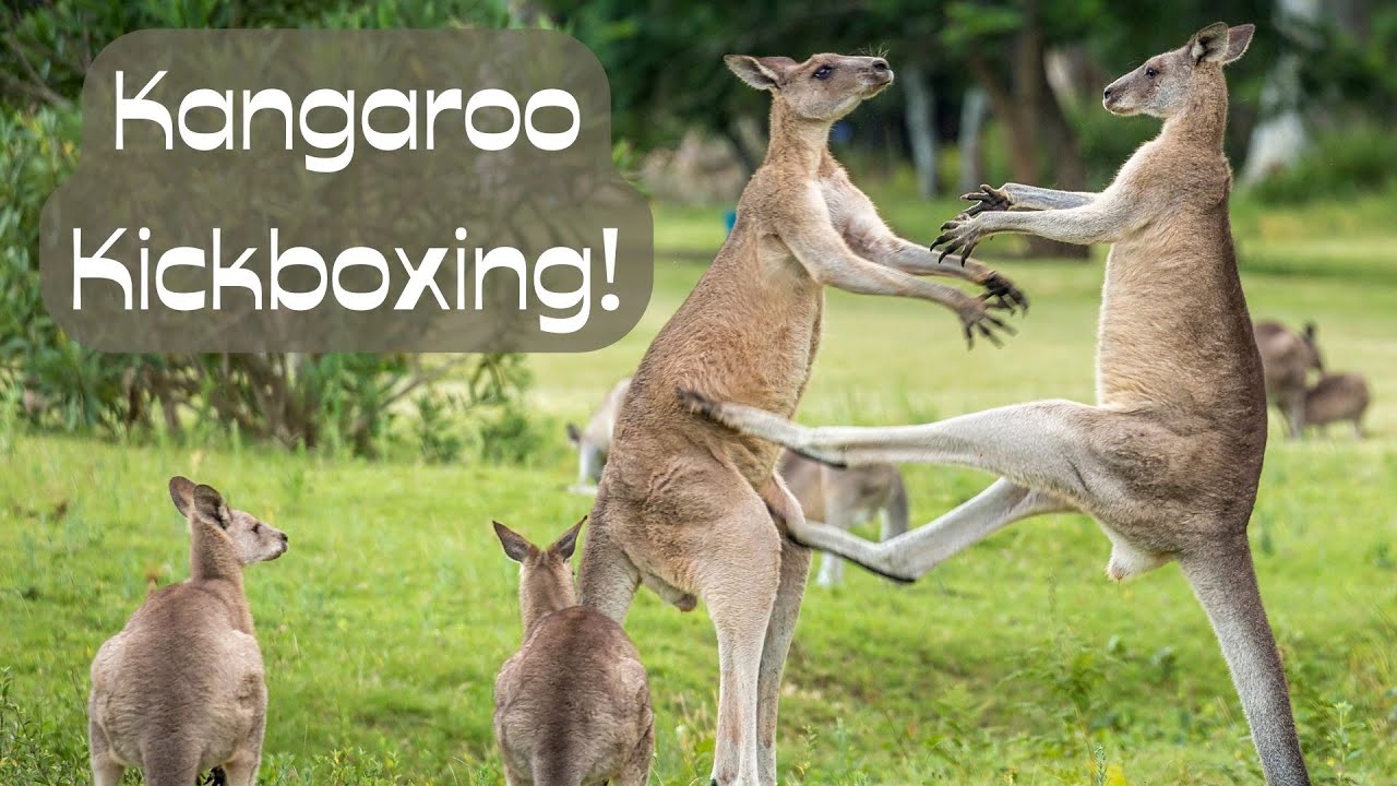 Kangaroos: Hopping & Boxing In The Outback! - YouTube