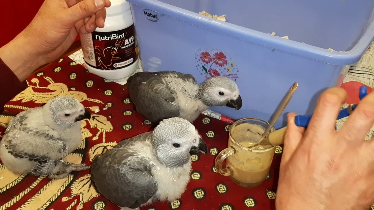 Papuqay fermasi Azerbaycan Salyan. правило кормления птенцов Жако, Jako ...