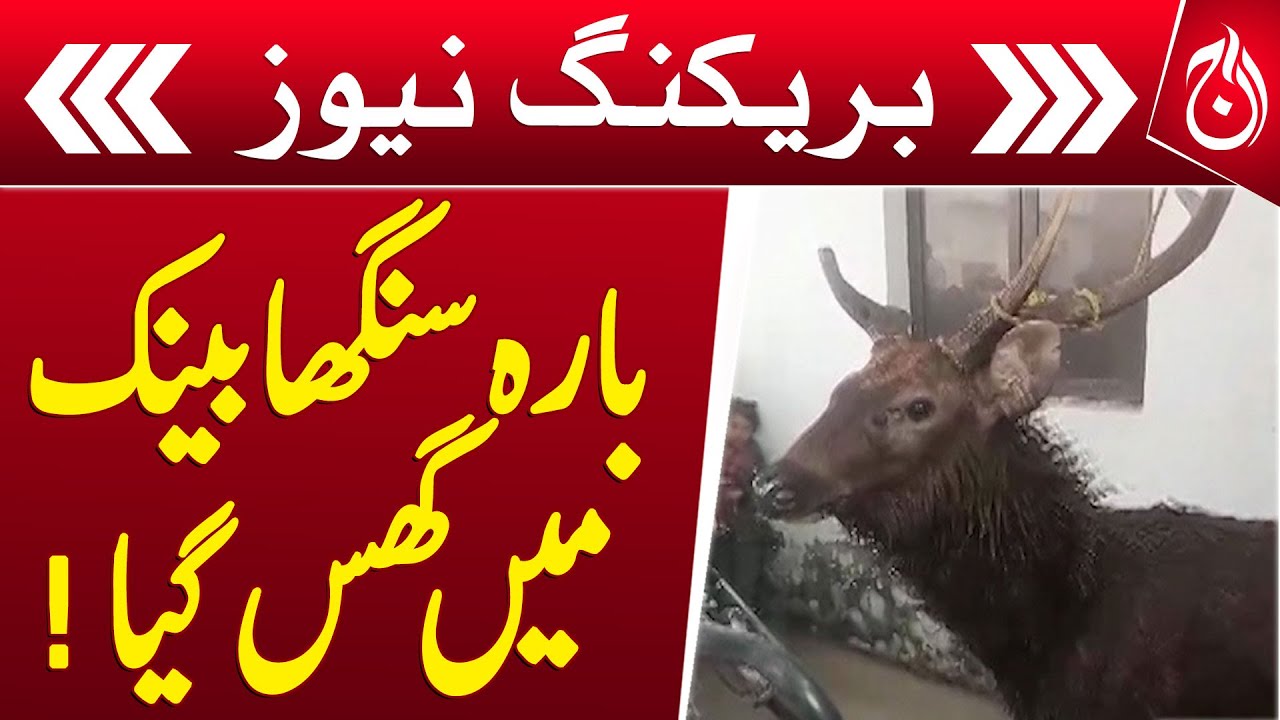 Narang Mandi: Barasingha enters the bank - Aaj News - Videos - Aaj ...