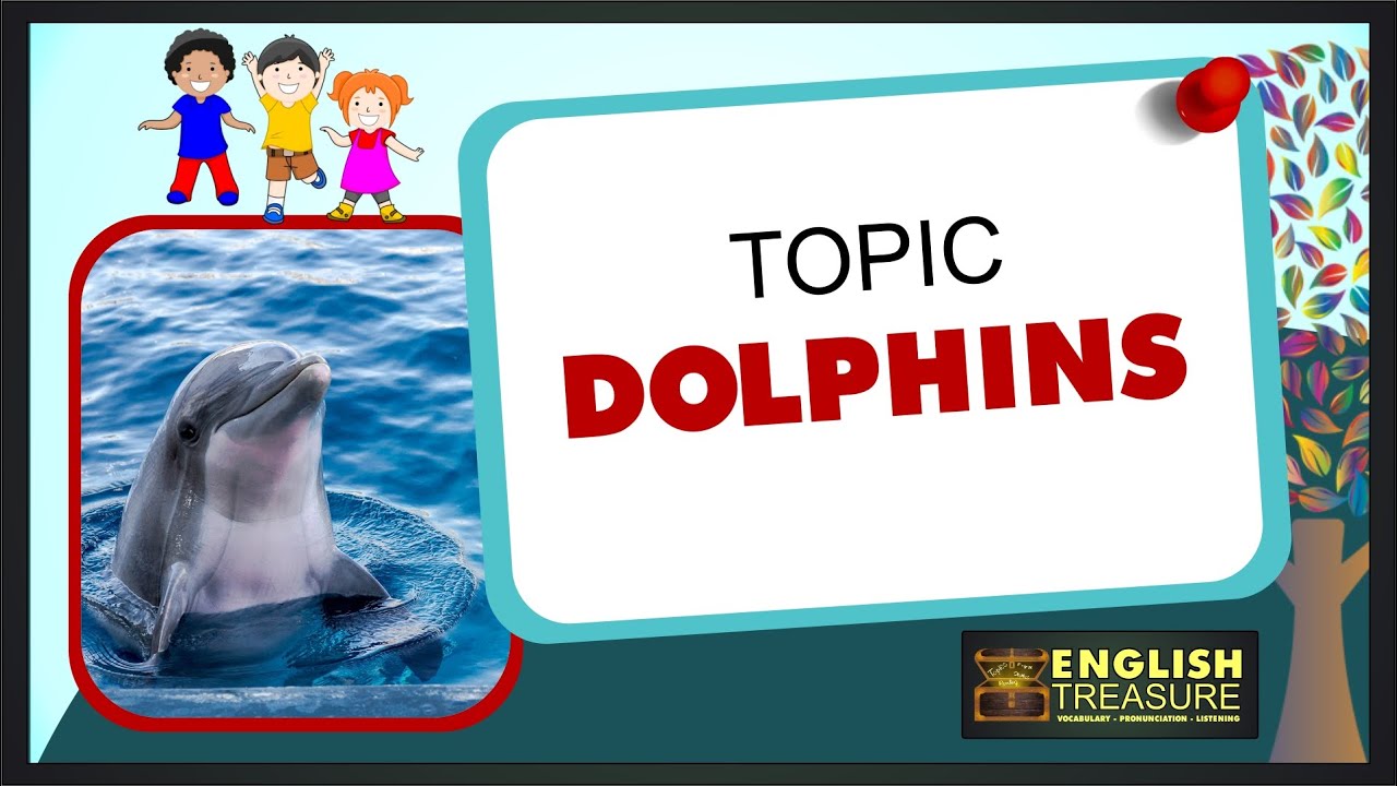 Dolphins: English Treasure - Vocabulary, Listening, Pronunciation - YouTube