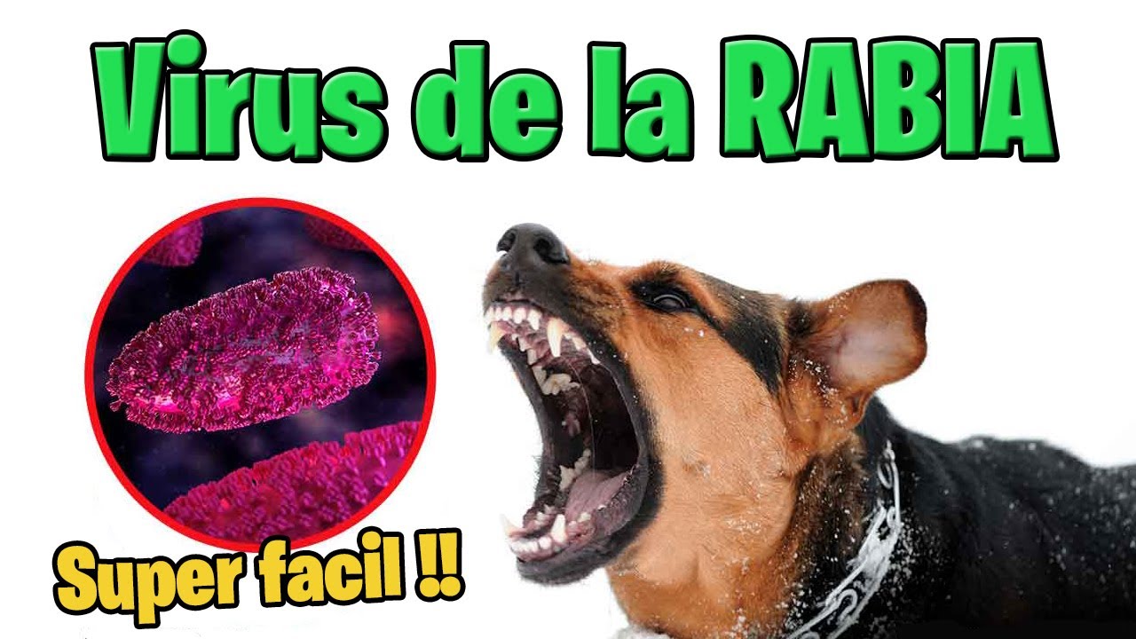 RABIA VIRUS DE LA RABIA síntomas, ETIOPATOGENIA , diagnostico y ...