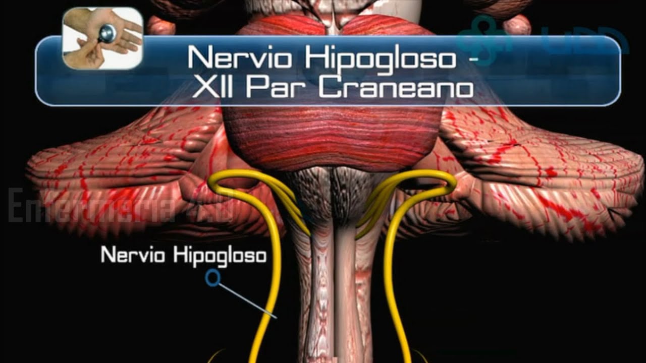 🌟ANATOMÍA DEL PAR CRANEAL XII : NERVIO HIPOGLOSO🌟 - YouTube