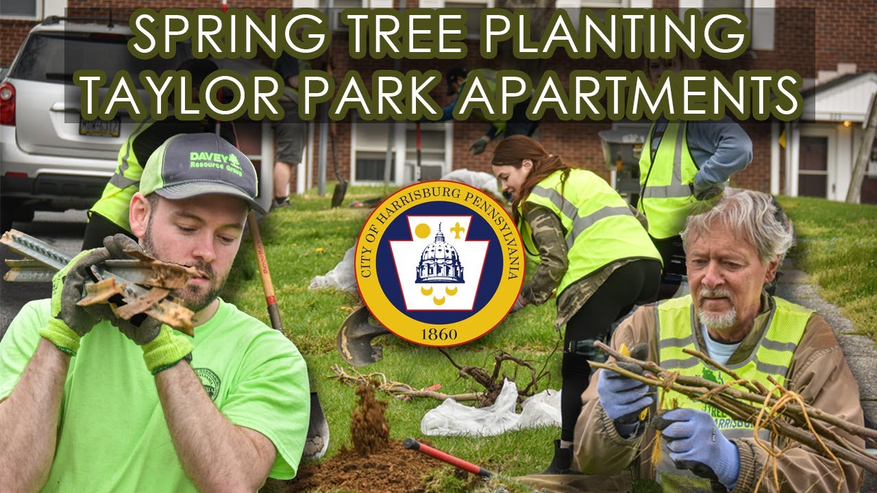 Spring Tree Planting in the Taylor Park Apartment Complex - YouTube