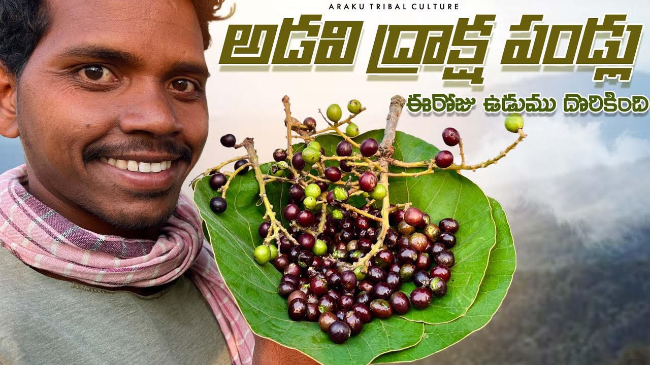 Jerry Fruit : జెర్రీ పండ్లు 🫐 | ఈరోజు ఉడుము దొరికింది | Wild sweet ...