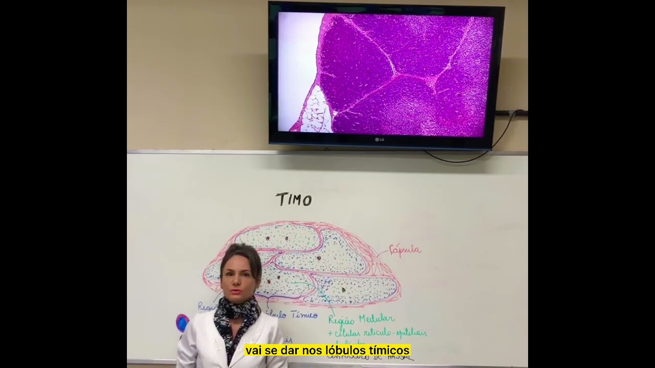 Timo (com legenda em português) - YouTube