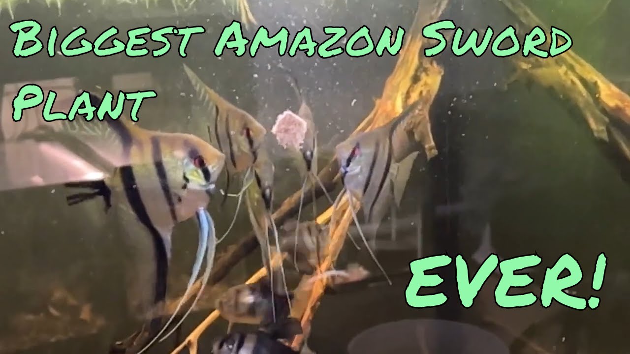 Biggest Amazon Sword You've Ever Seen! South American Biotope Aquarium ...