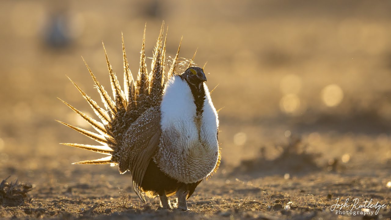 Greater Sage-Grouse on the Lek in Central Montana - YouTube