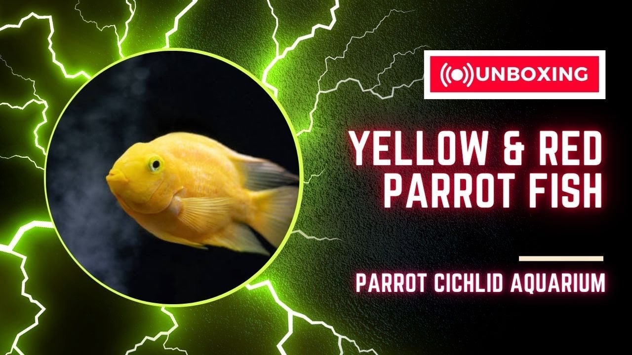 Unboxing Stunning Yellow & Red Parrot Cichlid | Vibrant Fish for Your ...