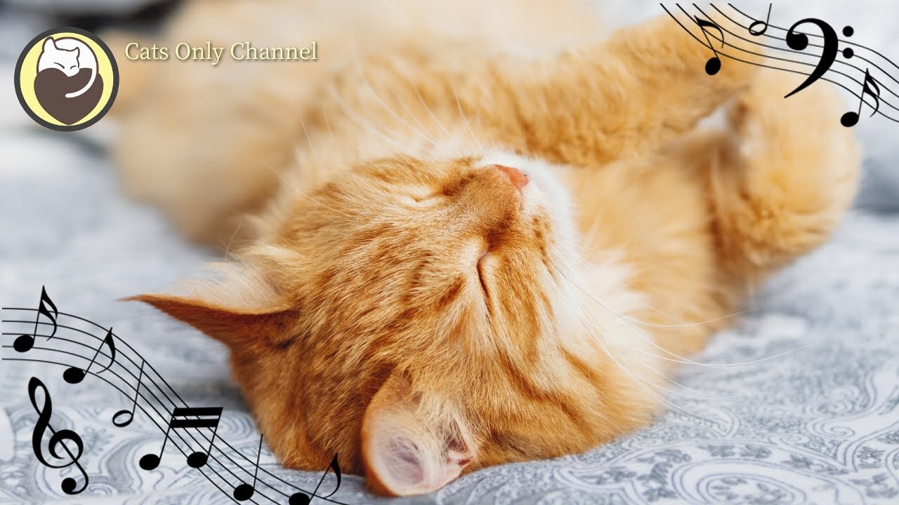 Peaceful Harp Music for Cats - Calming Music, Sleep Music, Anxiety ...