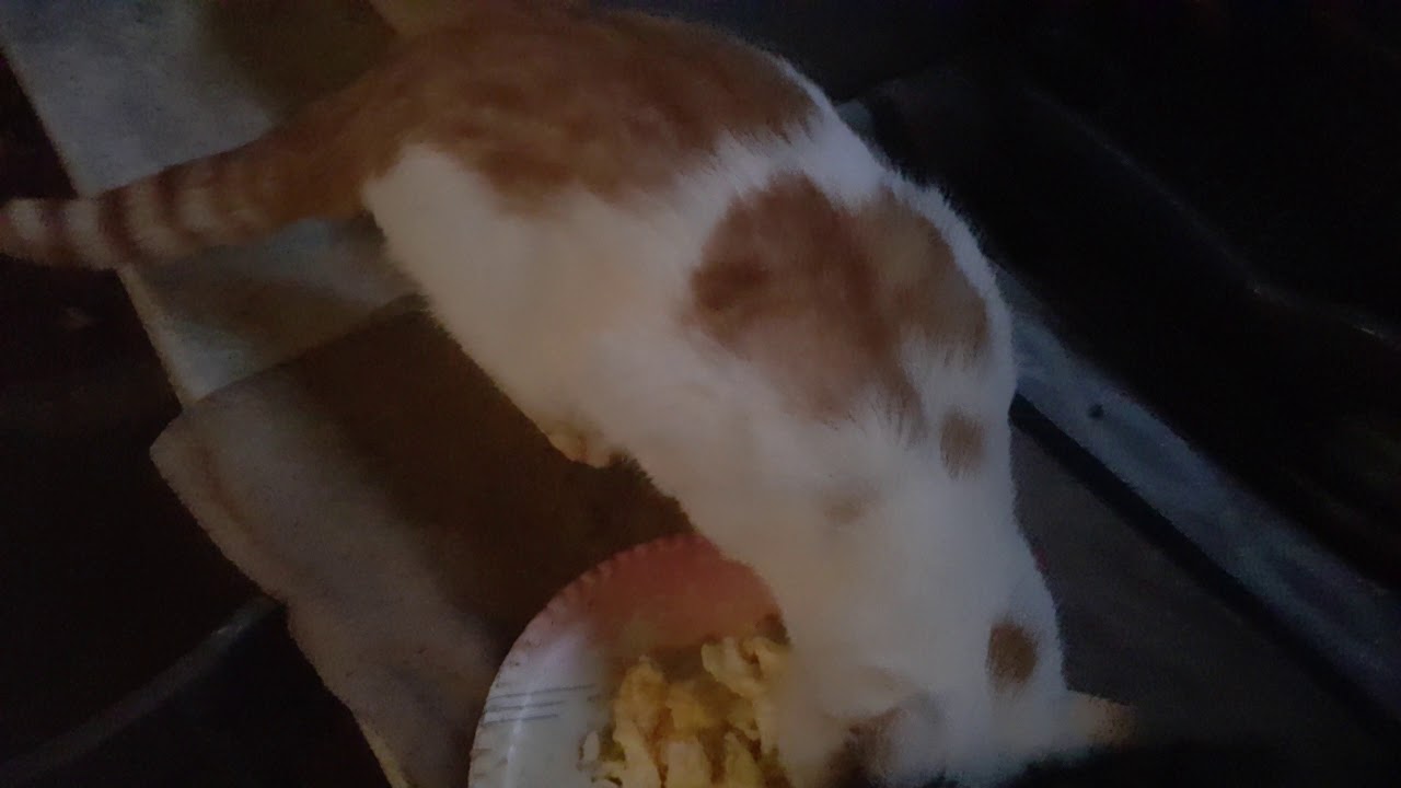 Cat Eating Contest - Last Cat Standing - YouTube