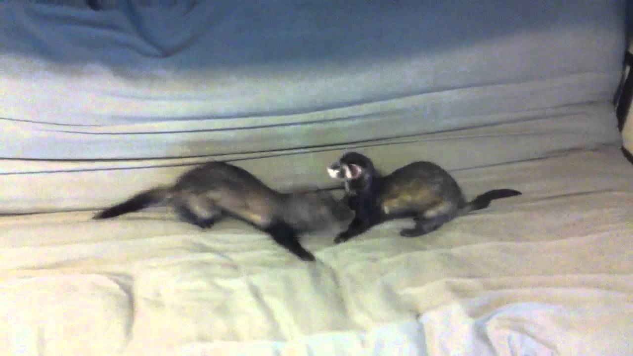 Weasel war dance - YouTube