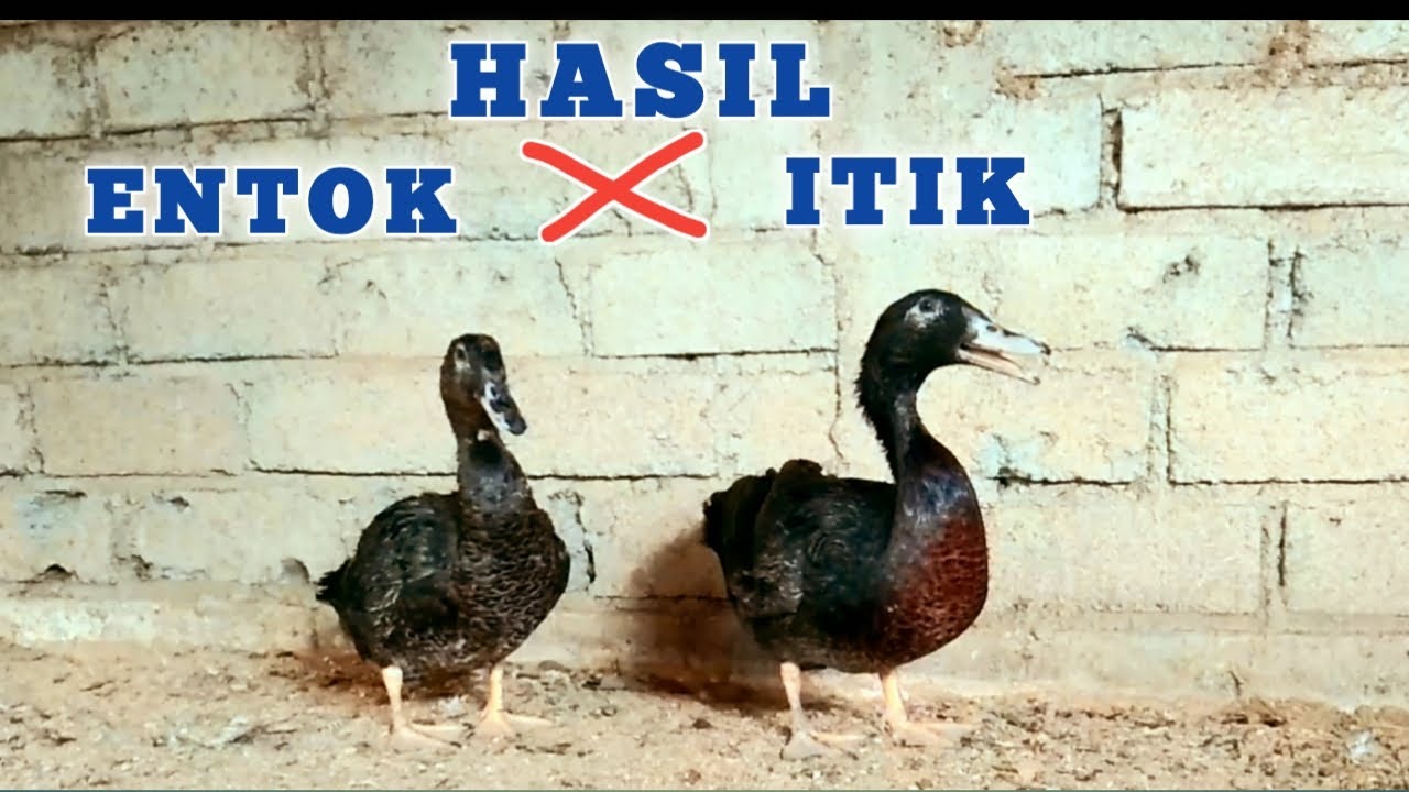 BEBEK HASIL PERSILANGAN ENTOK DAN ITIK - YouTube