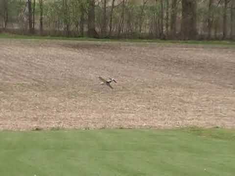 F4 Panther - YouTube