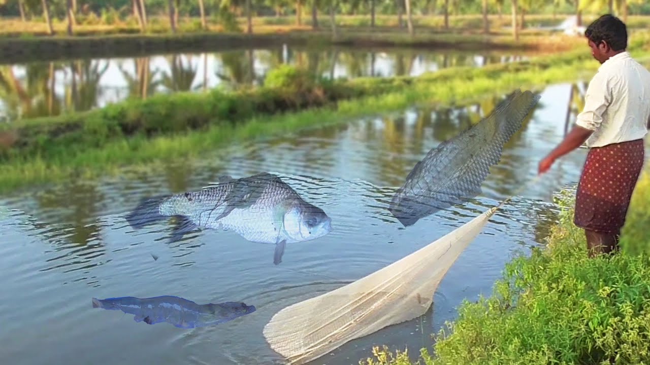 Wow Shrimp Fishing harvesting with net || Prawns hatching and catch in ...