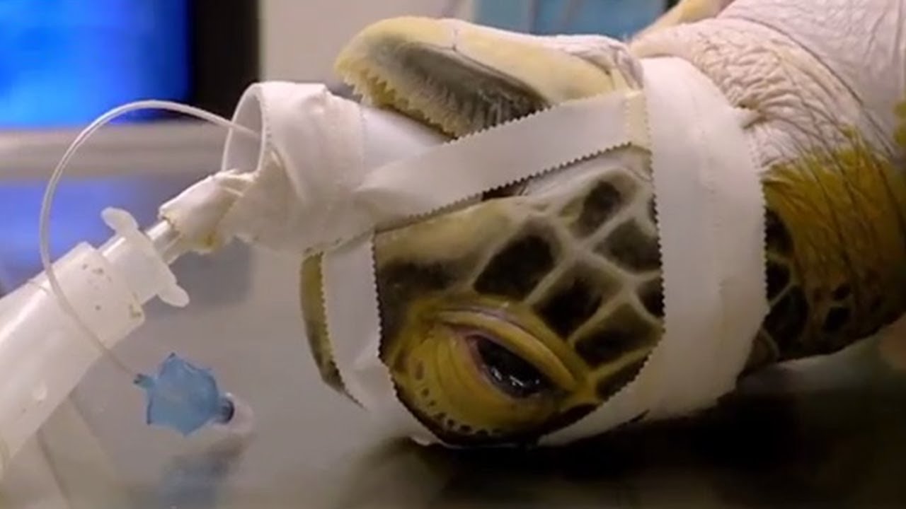 Laser Surgery on a Turtle | Vets in the Wild West | BBC Studios - YouTube
