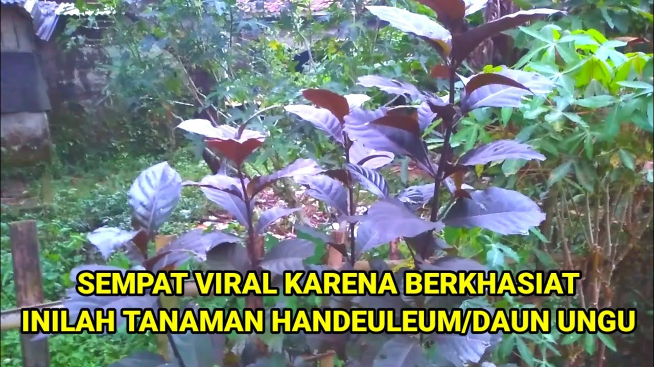 Sempat Viral, Inilah Tanaman Handeuleum Atau Daun Ungu - YouTube